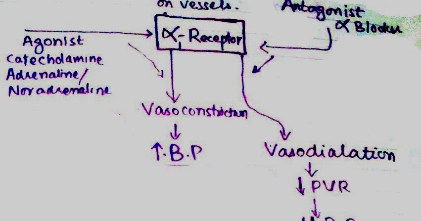 Alpha Blockers | Classification | Mechanism Of Action