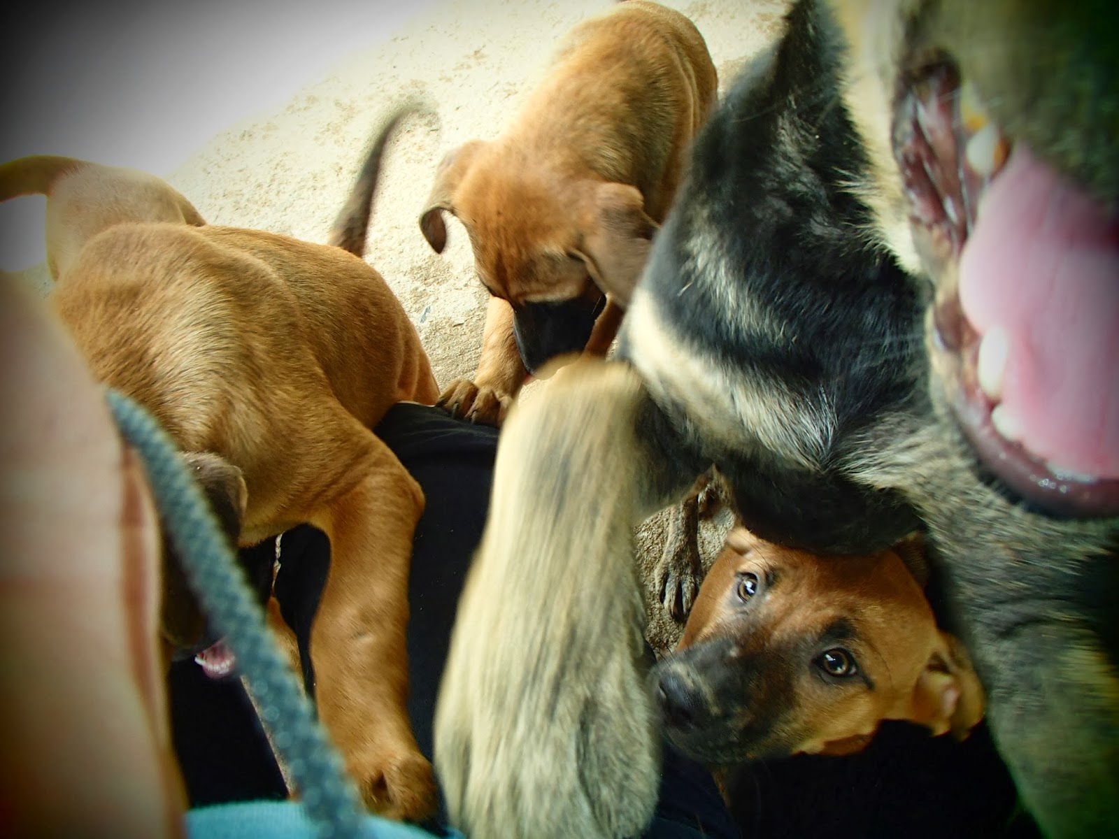 Weiner Dog Wallpaper