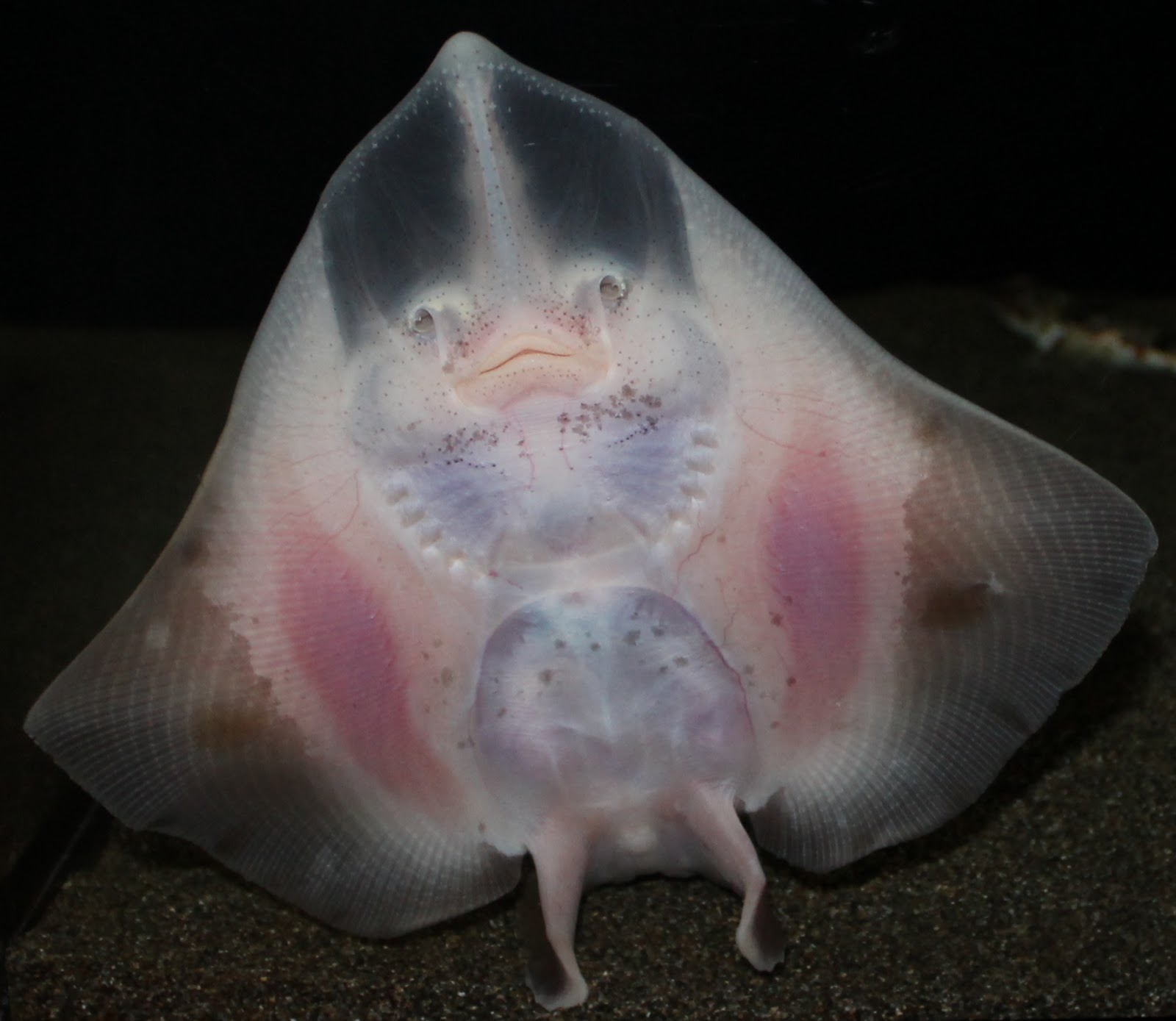 Play For a Day: Just Okay: Seattle Aquarium