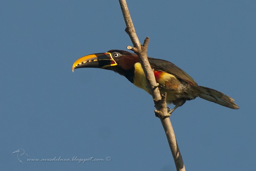 Arasarí fajado (Chestnut-eared Aracari) Pteroglossus castanotis ...
