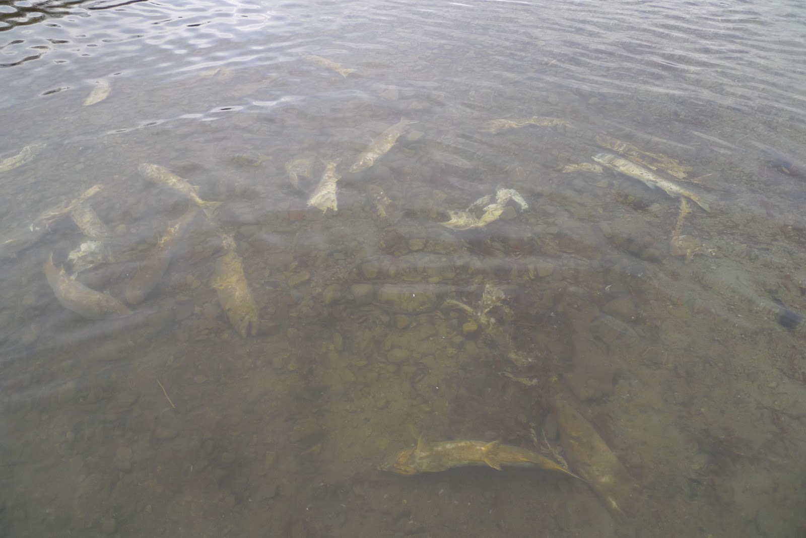 Wild Harvests: Chehalis River Coho Fishing