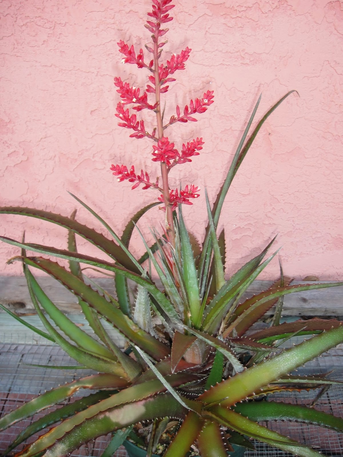 Succulent Bromeliads and others : A word about Hechtia's