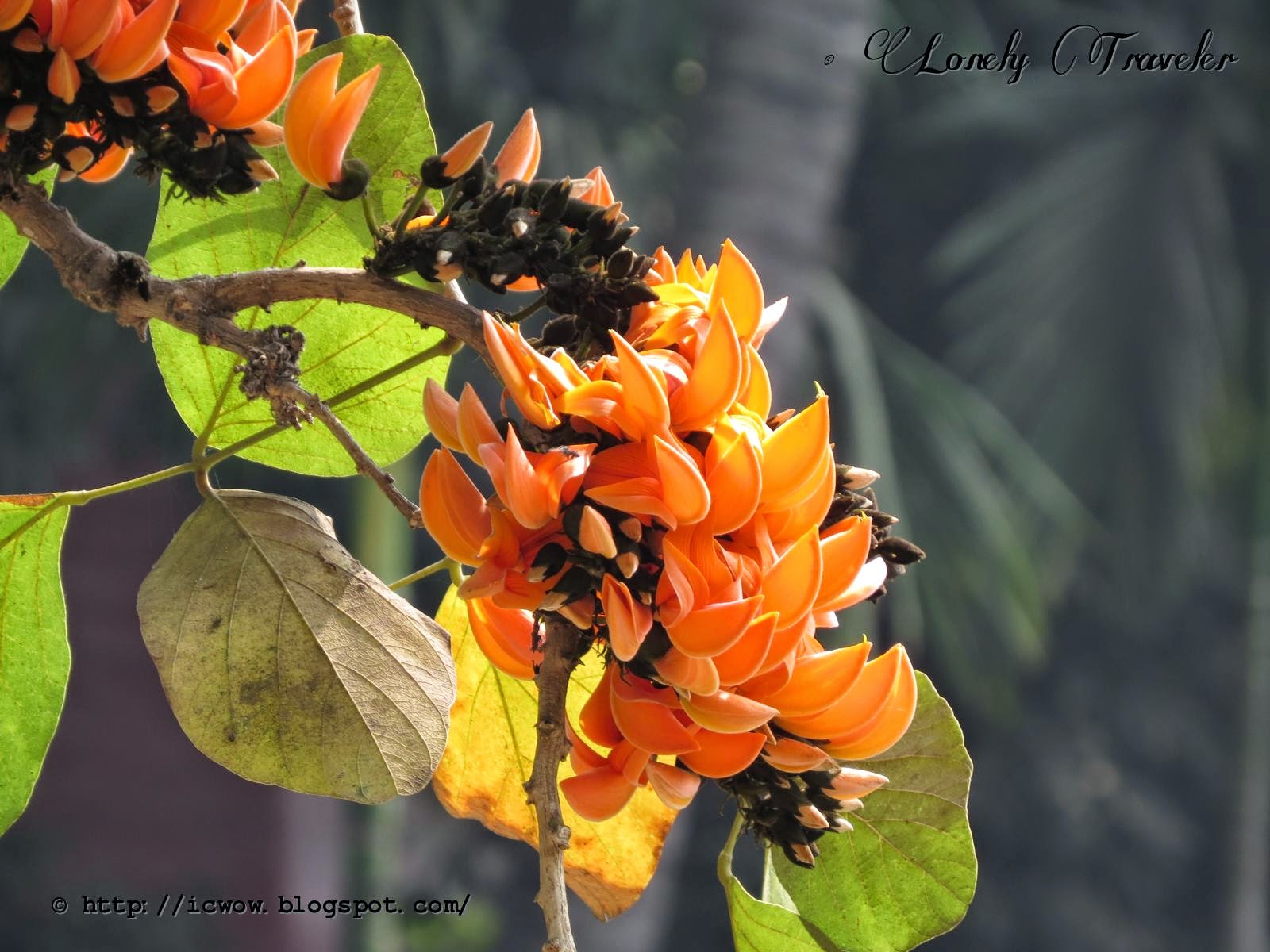 Flame of the Forest - Butea monosperma