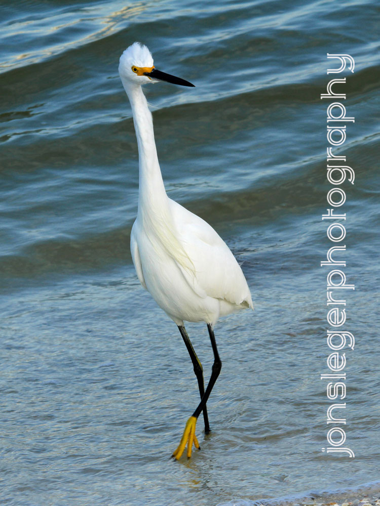 Northern Illinois Birder: Florida Wading Birds: Little Blue Herons