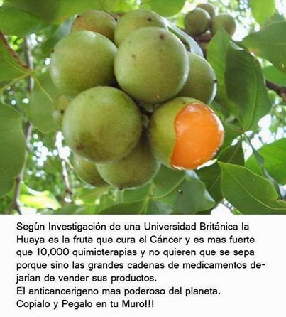 Gord@ o Delgad@: La huaya o mamón el mejor ANTICANCERIGENO