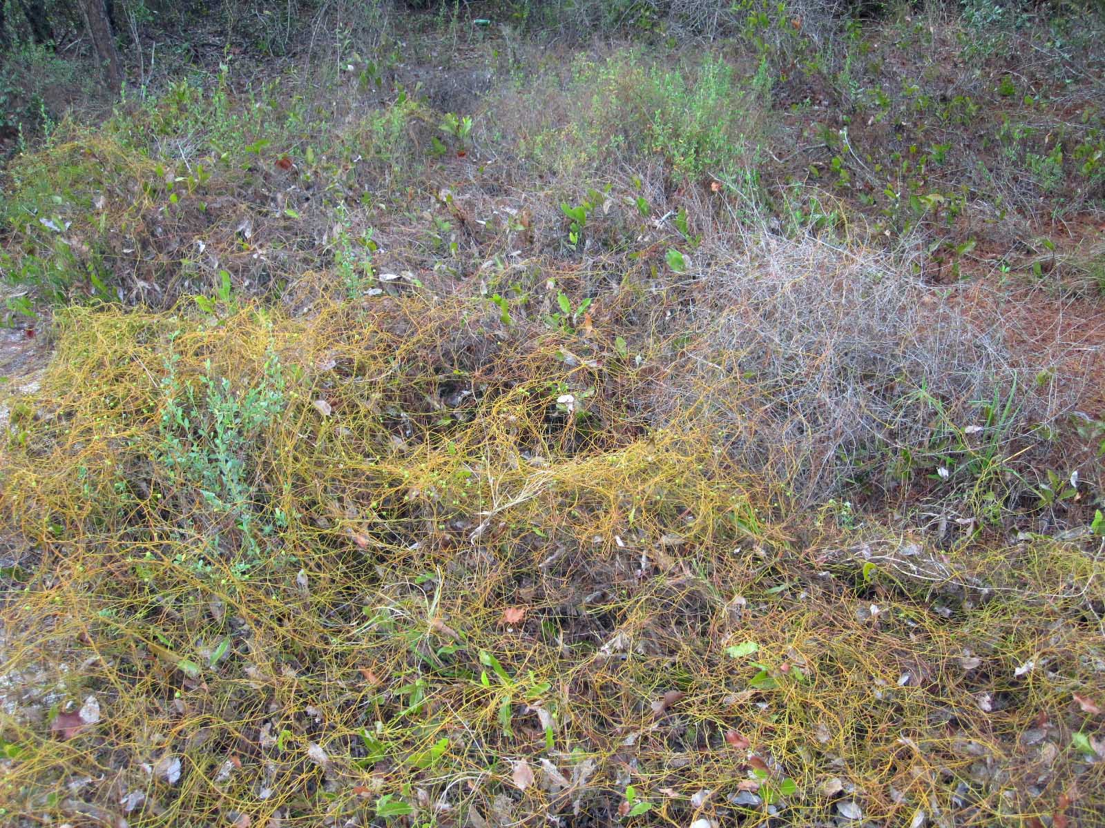 Gardening South Florida Style: Native Florida Sand Pine Scrub Land