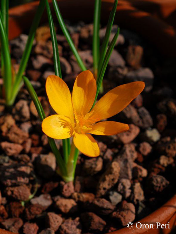 The Country Of Crocuses: Crocus vitellinus