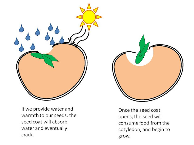 Senior Biology: Plant Responses