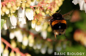 Serangga (Insekta) ~ Scientists Biology