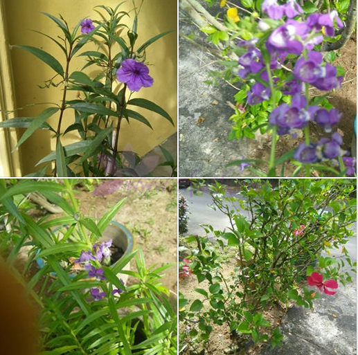 Rutin Setiap Pagi Siram Pokok