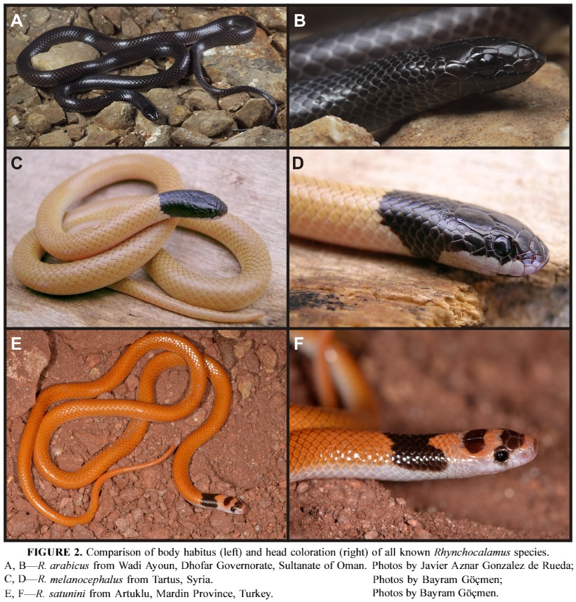 Aden Black-headed Snake - Rhynchocalamus arabicus - Carnivora
