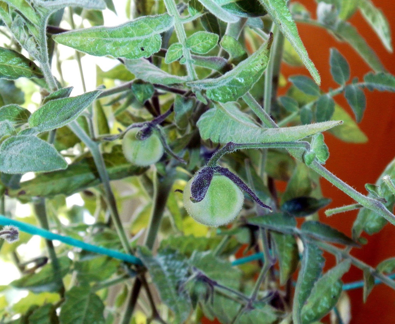 Scirpidiella's Plants: Wild Tomato species (Lycopersicon spp.)