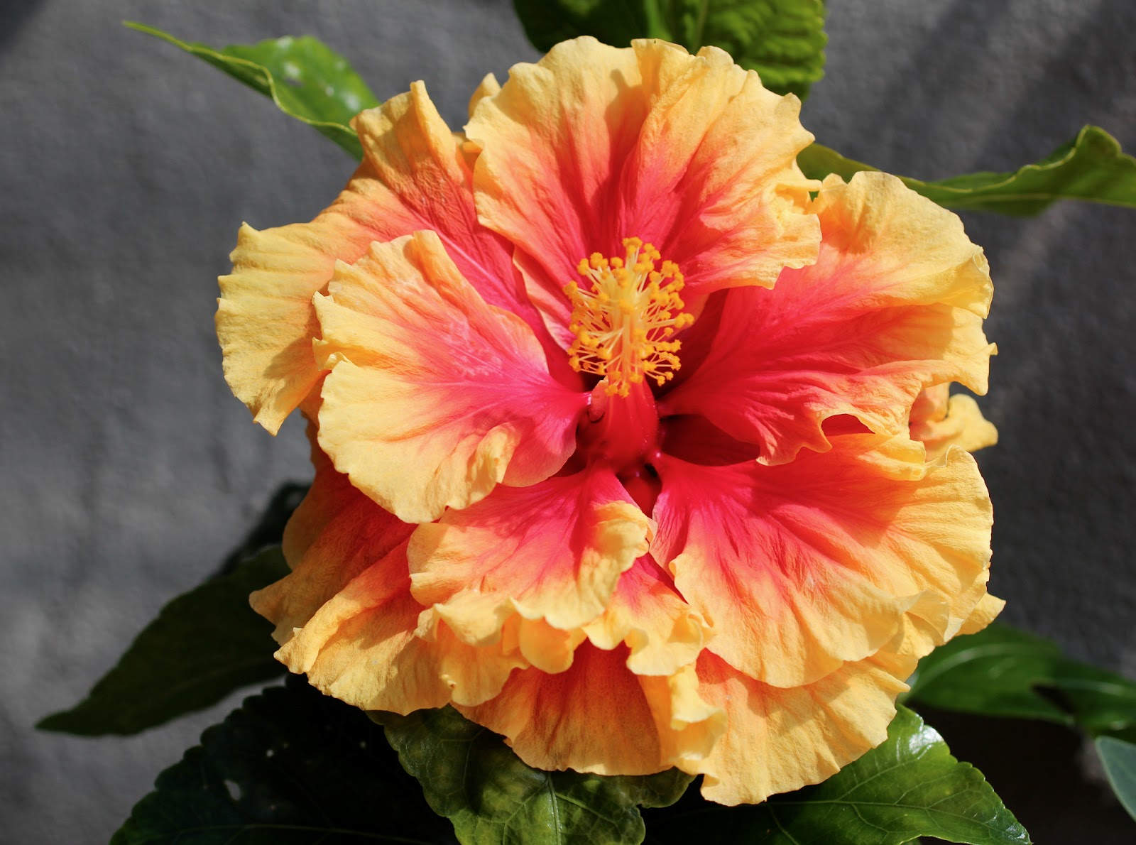 Florez Nursery: Hibiscus rosa-sinensis 'Double Rhonda D'