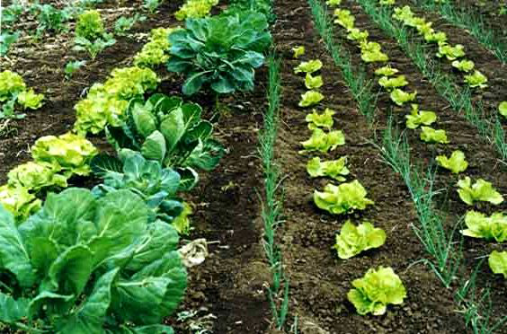 The Golden Age of Islam