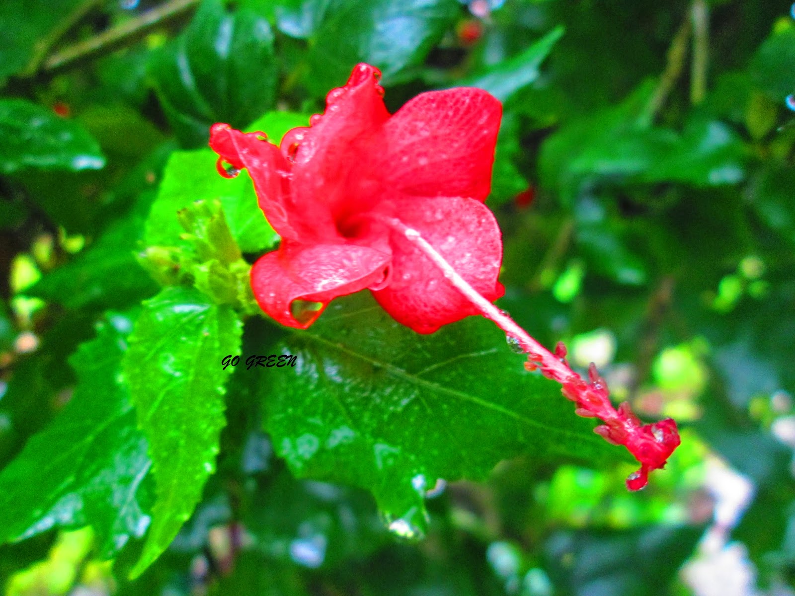 GoGreen Travel: Bunga Raya / Hibiscus