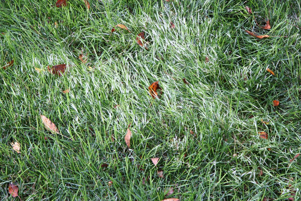 Adventures In Gardening: Tenacity application after 1 week