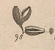 La historia de las plantas : La historia de la Quina