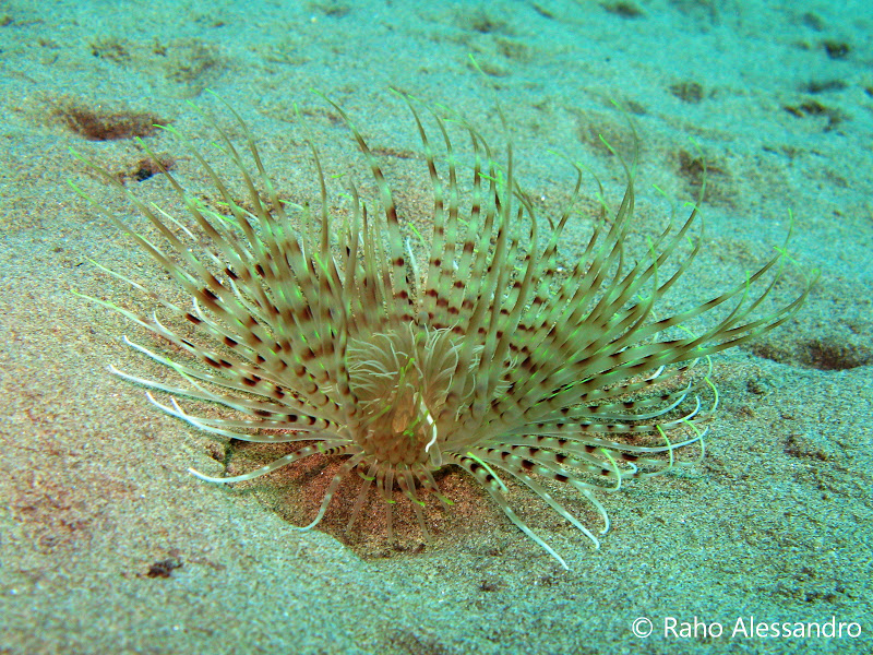 Necton e Plancton: Cnidari: Cerianto Solitario