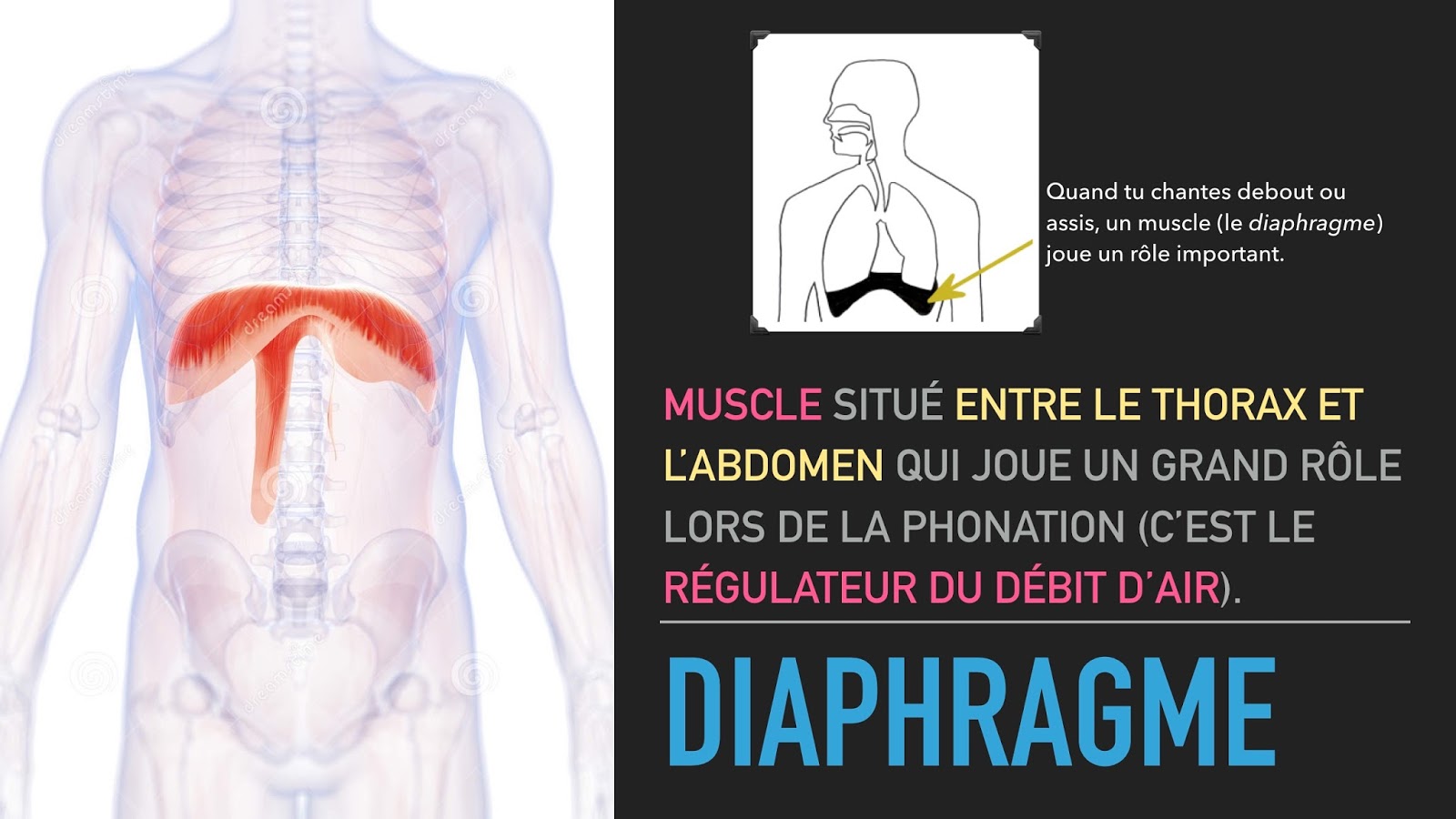 Diaphragme