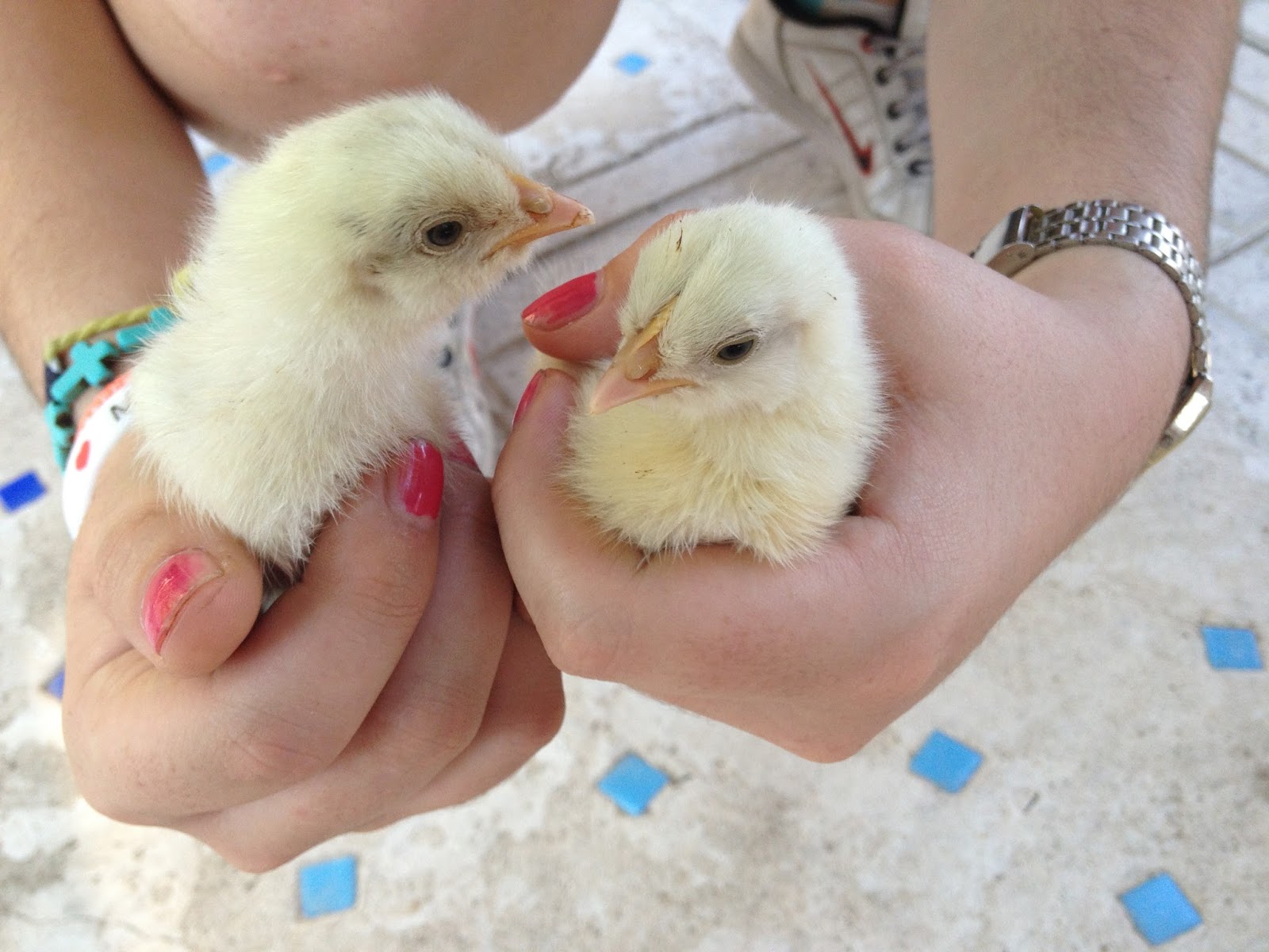 El rincón de Manoli: MIS POLLITOS