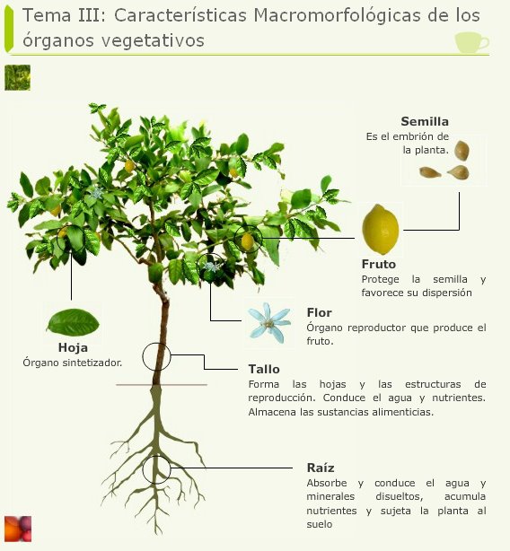 Biología y Geología 1º ESO: Órganos vegetativos de las plantas