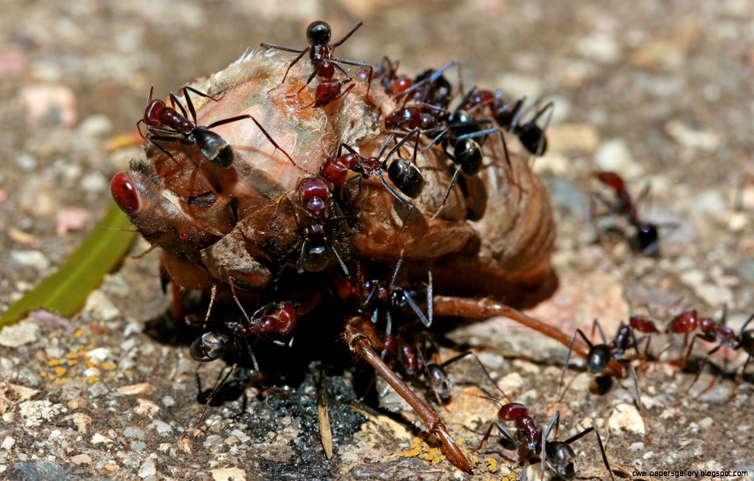 Fire Ants Attacking | Wallpapers Gallery