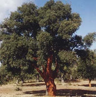 Parque Natural "Los alcornocales" 4ºB