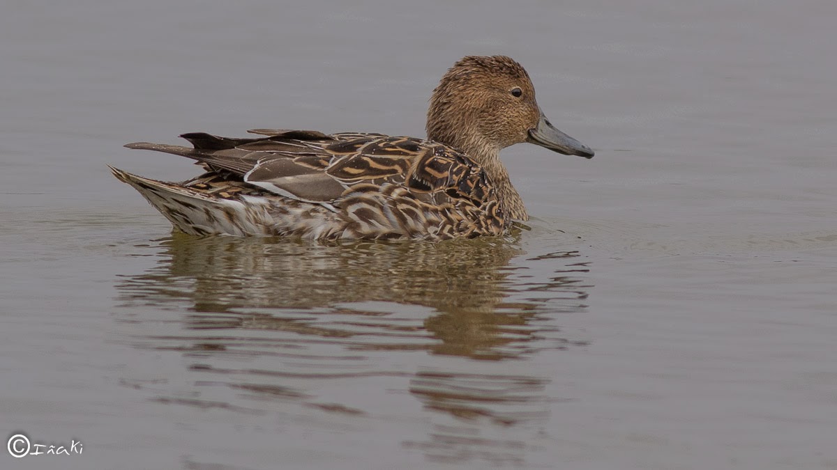 Nosoloaves - Aves del mundo (Birds of the world): Anade rabudo (Anas acuta)