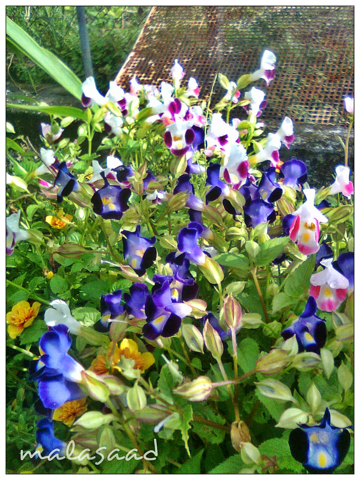 My Green Eye's: My Torenia Fournieri - Bunga Loceng