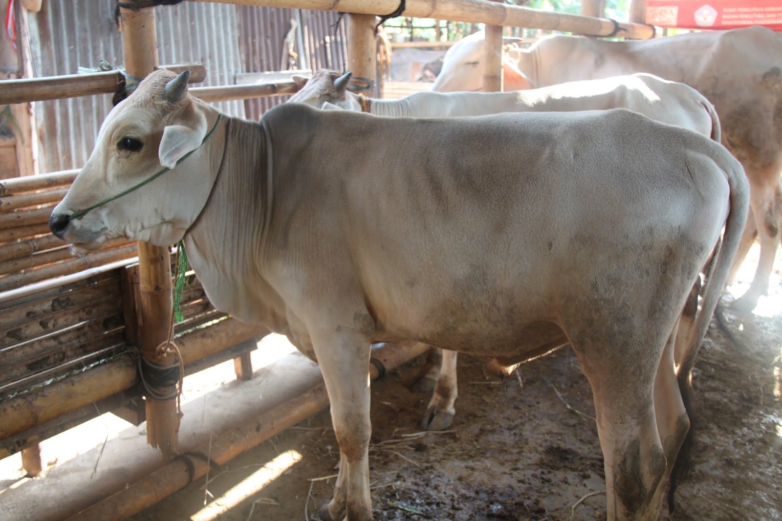 Kelompok Tani Ternak "SatoAji": FOTO TERNAK