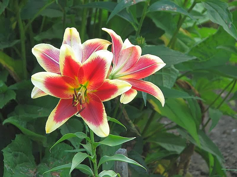 kahe valla piiri peal: liiliad