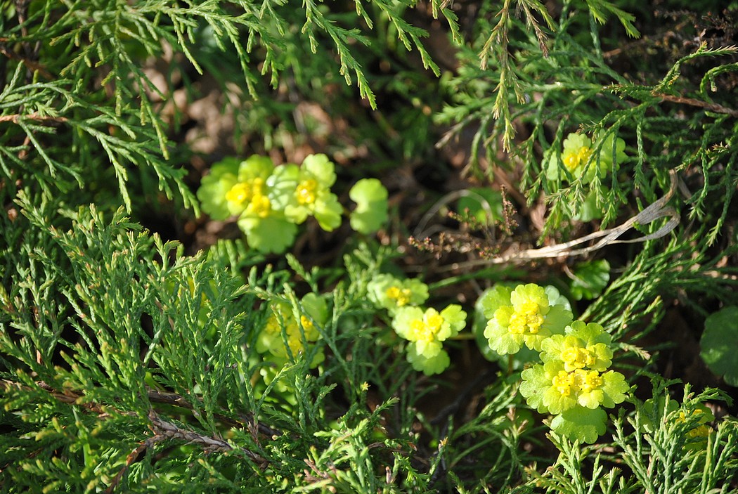 PPP - Pohjoisten Pirkkojen Puutarhayhdistys: Tuivio ja kevätlinnunsilmä
