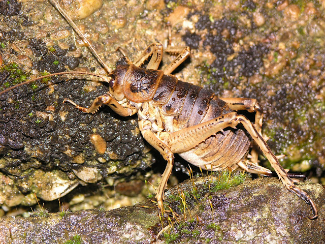 Giant Weta