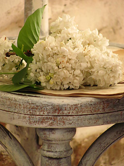 Blue Hortensia: Kada zamiriše jorgovan...