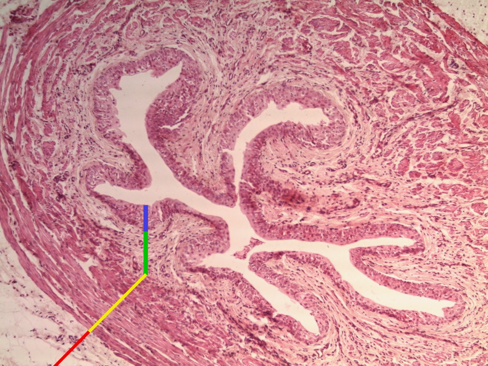 Histología Veterinaria Universidad de Antioquia: Sistema Urinario