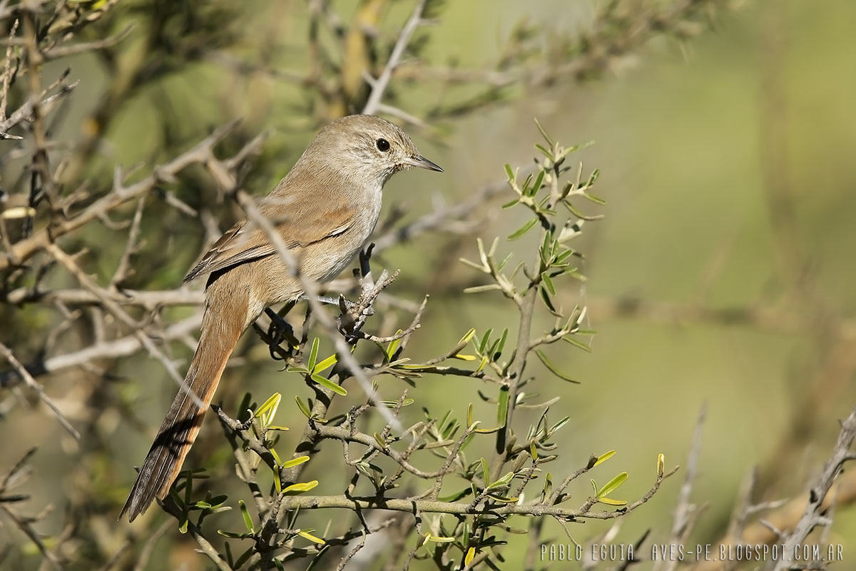 mis fotos de aves: Asthenes pyrrholeuca Canastero Coludo Sharp-billed ...