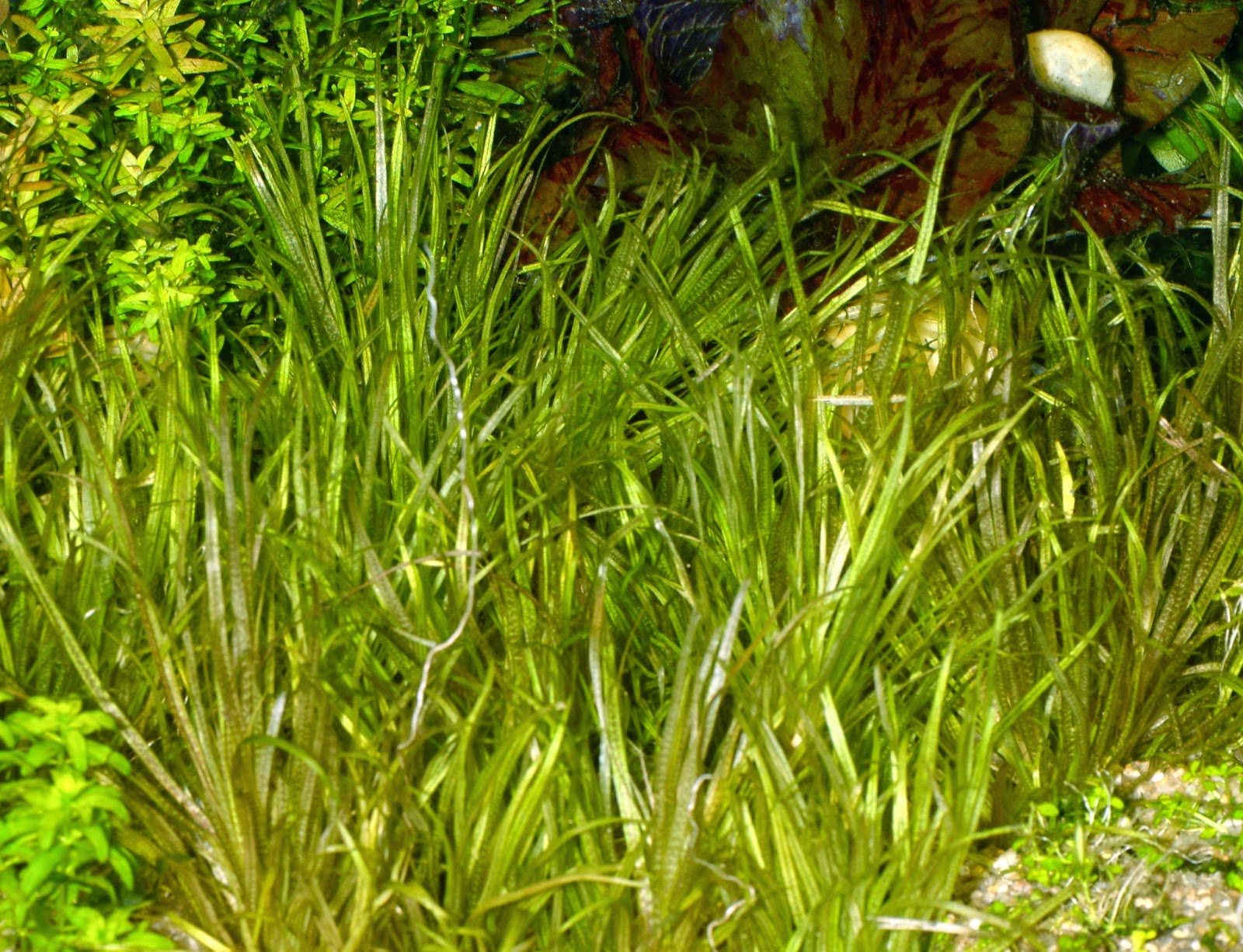 Studio Kwaak: Blyxa japonica