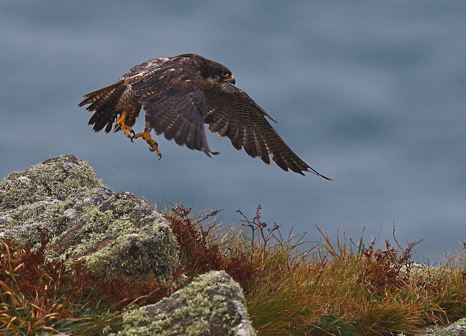 Alan James Photography : Peregrine Falcon Portraits