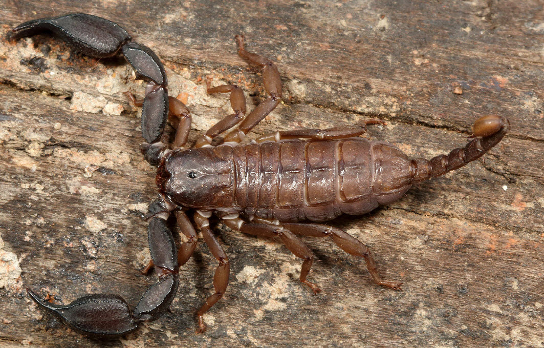The Scorpion Files Newsblog: Redescription and neotype designation for ...