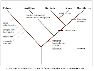 Super Nova Ciência: Filo Chordata - Cordados