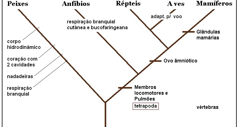 Super Nova Ciência: Filo Chordata - Cordados
