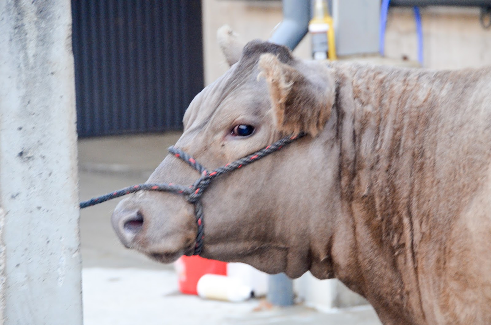 Eat Less Meat to Save the World in 2018 - Sunshine Guerrilla