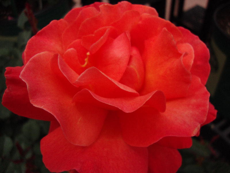 Roses, Color and Light: The Sedona Rose