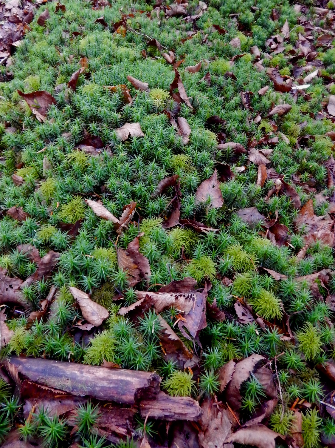 Sarad Kumar Gauchan's DIARY: Sawanobori-Okuchichibu_Ichinosawa