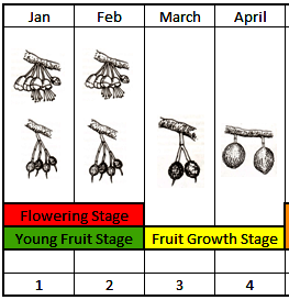 Durian Info: Durian: Crop Production Cycle and Orchard Management Practices