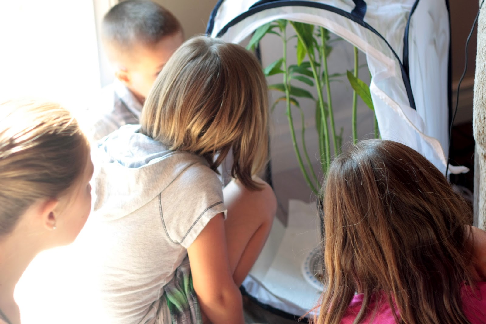 This Journey: Callapitters