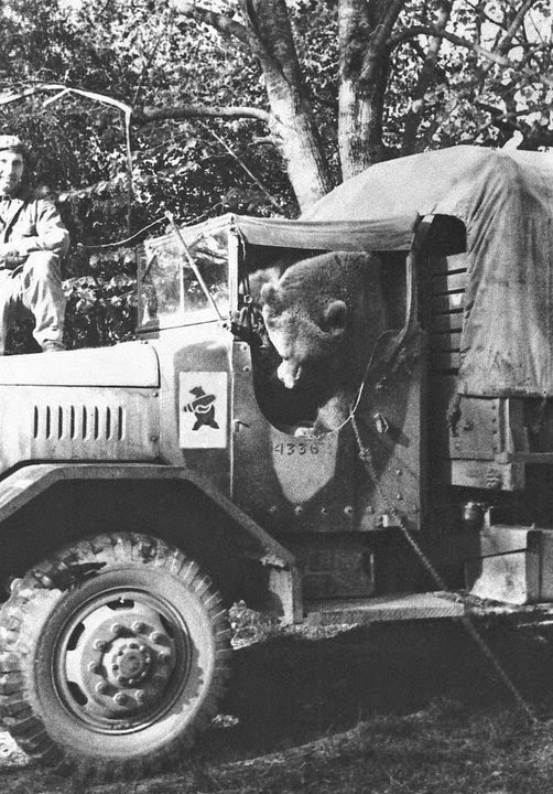 The Wanderlust Teacher: Soldier Bear- read this book with your kids!!!