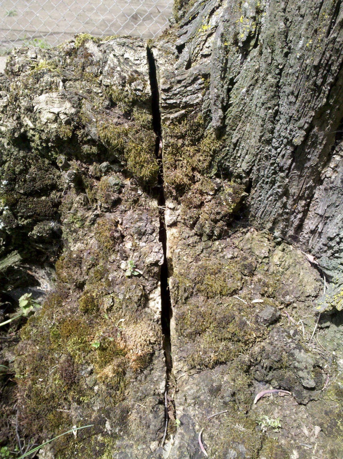 Tree Issues in NE Portland: Tree #10: A Hot Mess!