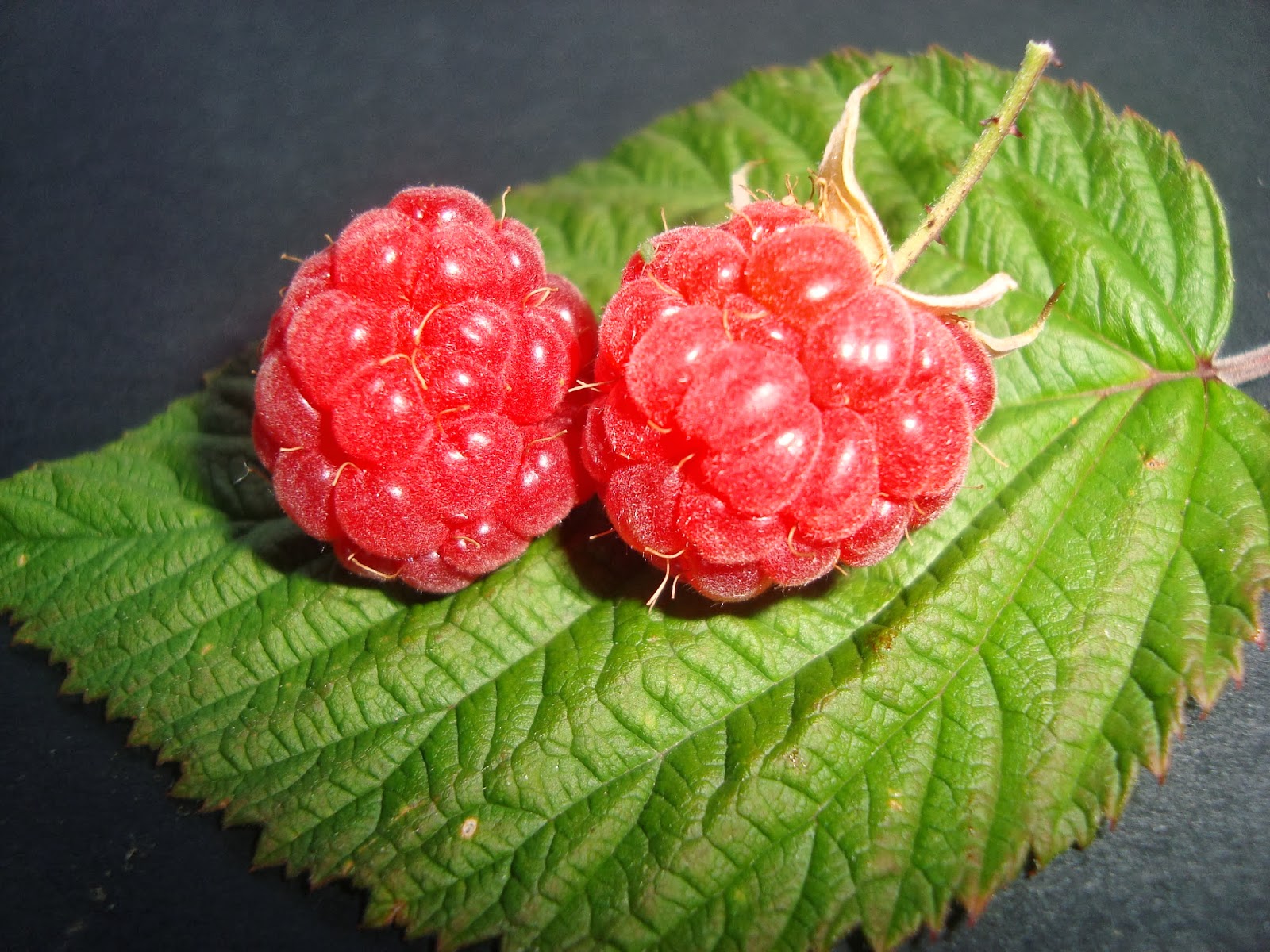FRAMBUESAS ( Rubus Idaeus ) - El Jardín de Elbe