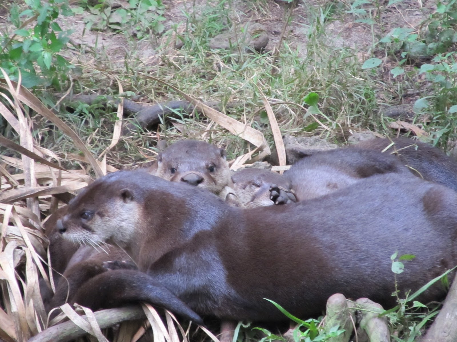 Brookgreen Gardens, Lowcountry Zoo, and Center for American Sculpture ...
